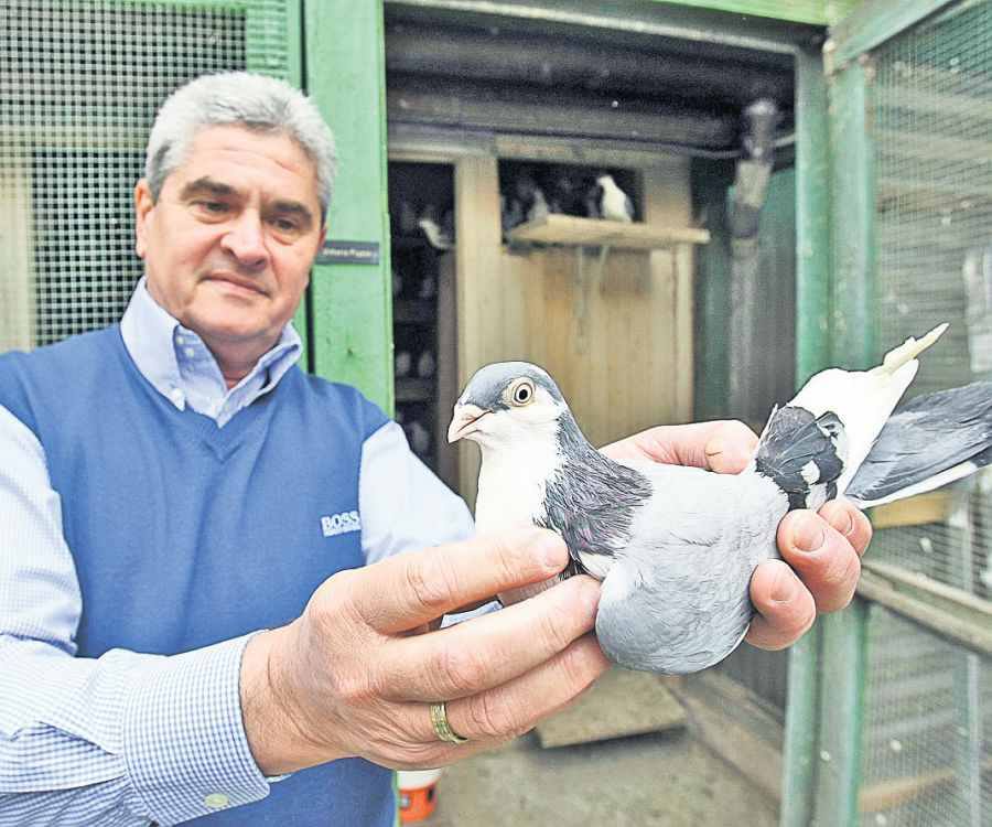 TOP 5 CRESCATORI ROMANIA | Porumbei de performanță